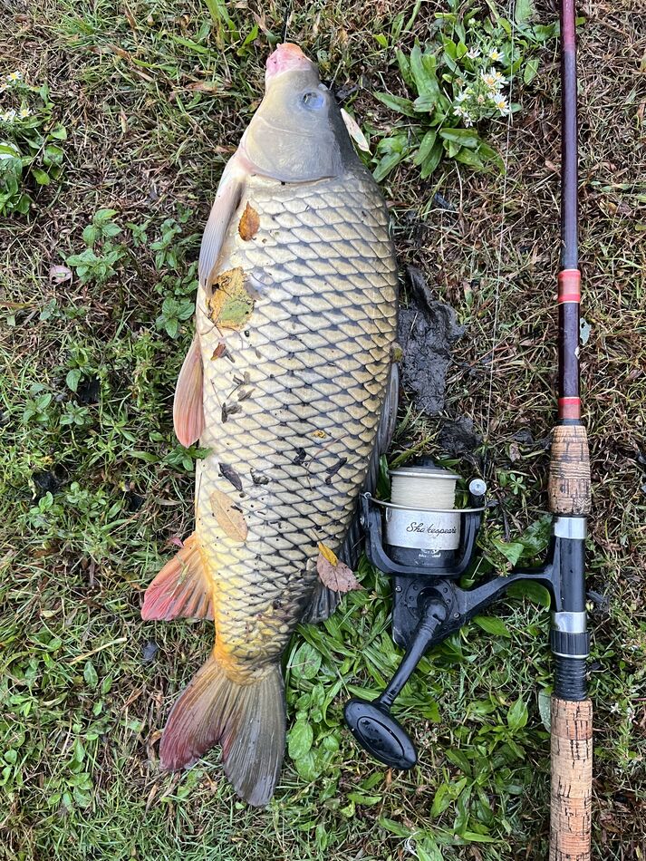 Caught 5 carp in 5 trips to the same spot: Tied up two new carp rigs ...