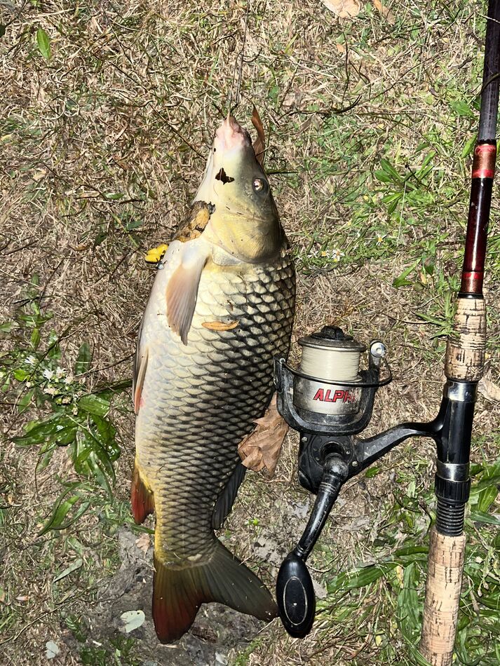 Last cast night carp: Repaired two rigs, then went carping in 66 ...