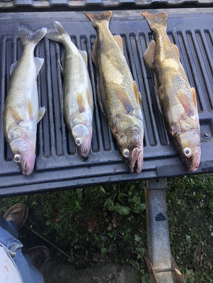 The bite was good today: Went looking for eyes on the Ohio River today ...