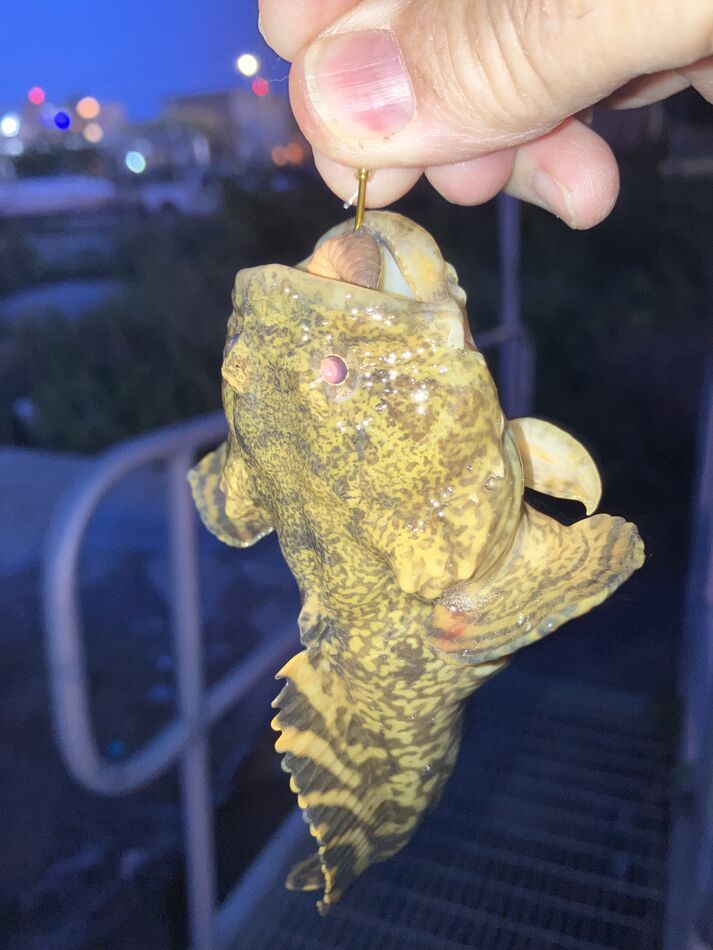 A real creature Feature: I caught this palm sized freak of nature UGLY ...