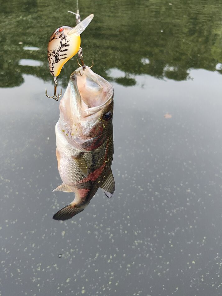 Trout and bass caught last month: Caught and released all my fish lots ...