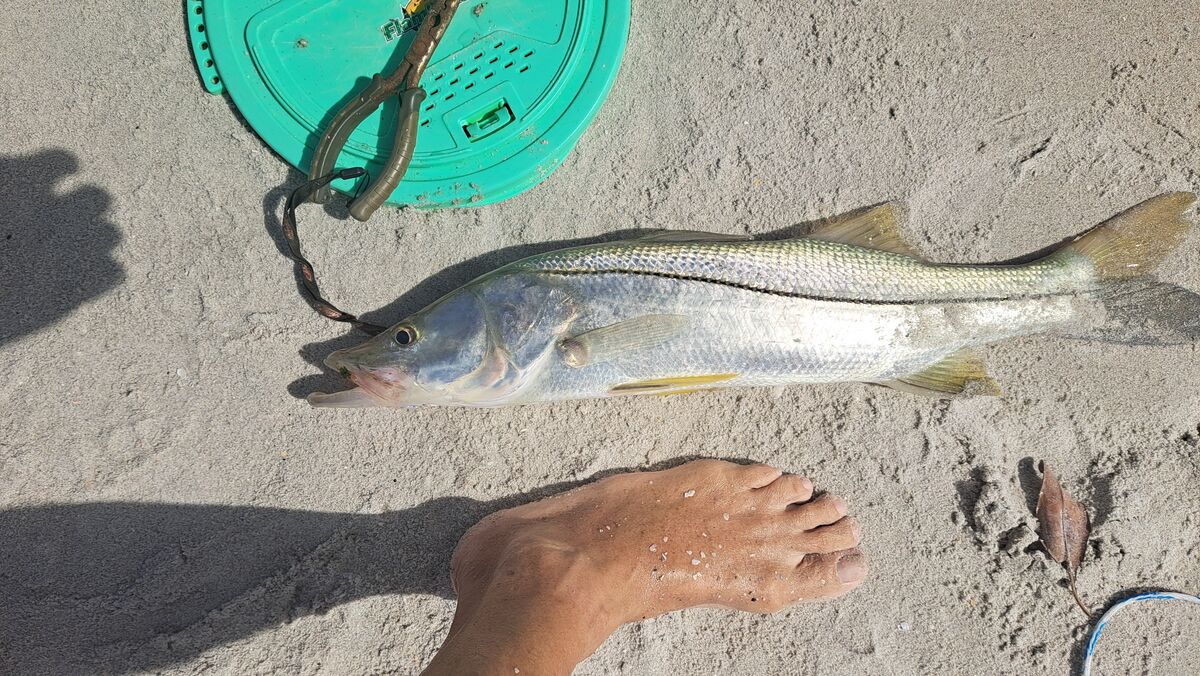 Snookery: Snook on the beach. Tons of greenbacks in clear water, lots ...