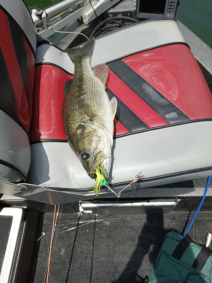 bass: sunny warm, bass pro bait caster, carrot rod...
