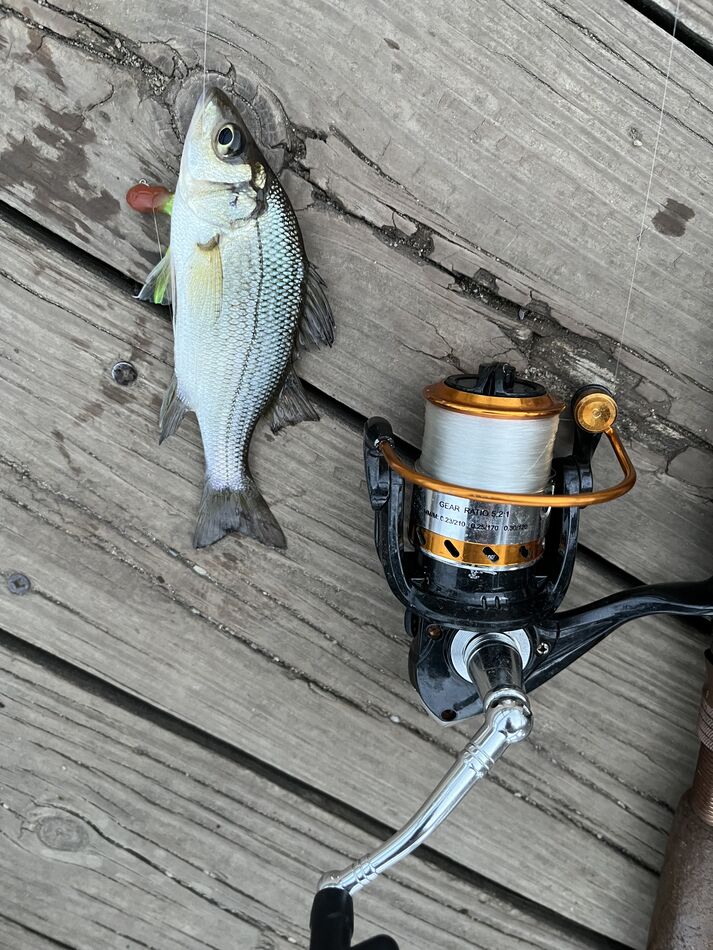 Caught 15 fish 🎣 while ultralight jigging: My friend Big John and his ...