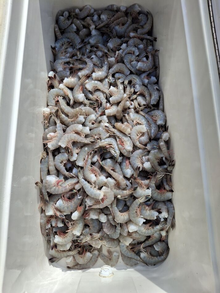 Went ot the docks at McClellanville: Got 36 lbs of 25 to 30 count ...
