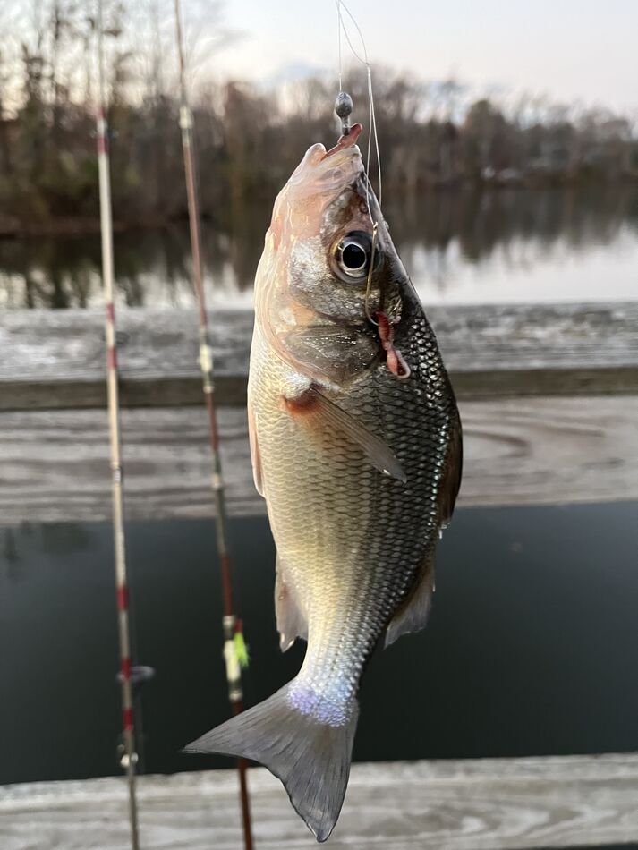 Caught 7 perch with worms 🪱: Went ultralight fishing 🎣 in 50.3 degrees ...