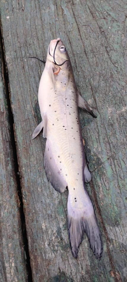 Catching Small Catfish: I went to Lake Orange, morning temperature was ...