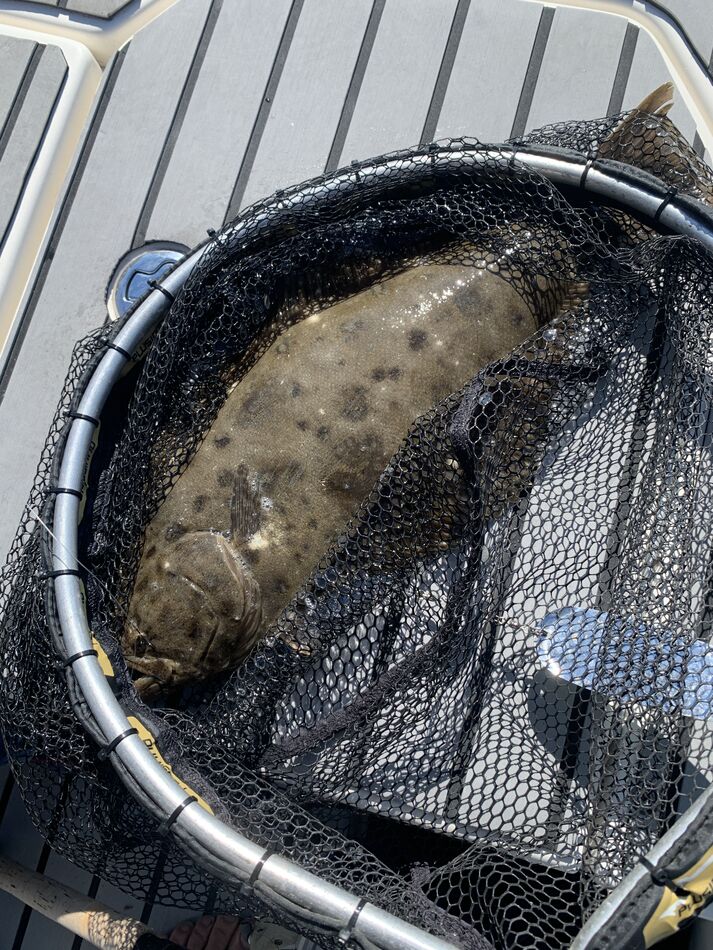 Caught a small halibut in SF bay just a few weeks ago: 20” halibut, 2 ...