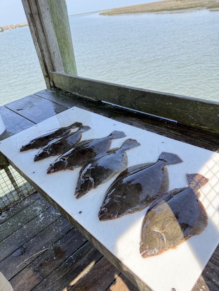 Caught a small halibut in SF bay just a few weeks ago: 20” halibut, 2 ...