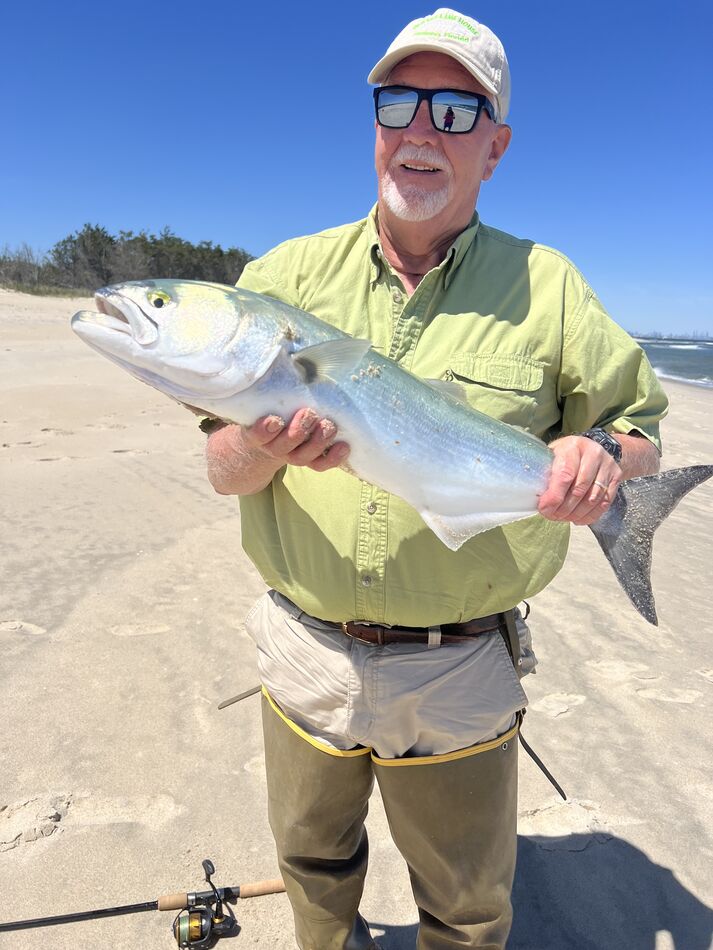 Spring bluefish: Caught 3 of them off Sandy Hook on peanut bunker and ...