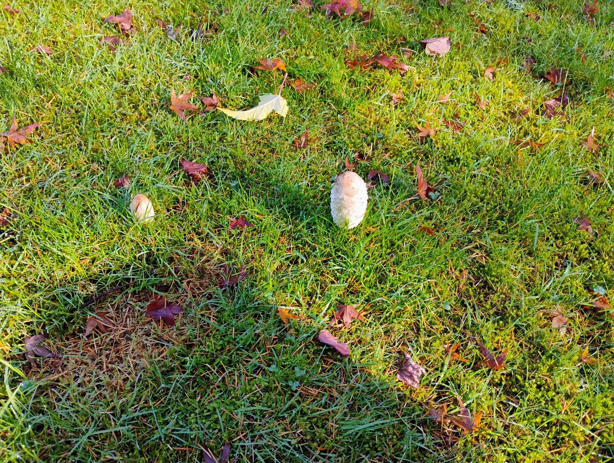 Mushroom: Anyone know what kind of mushroom this is?