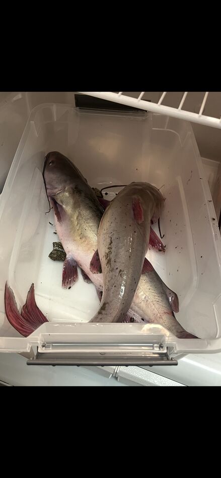 California catfish: Catfish caught in California last year...