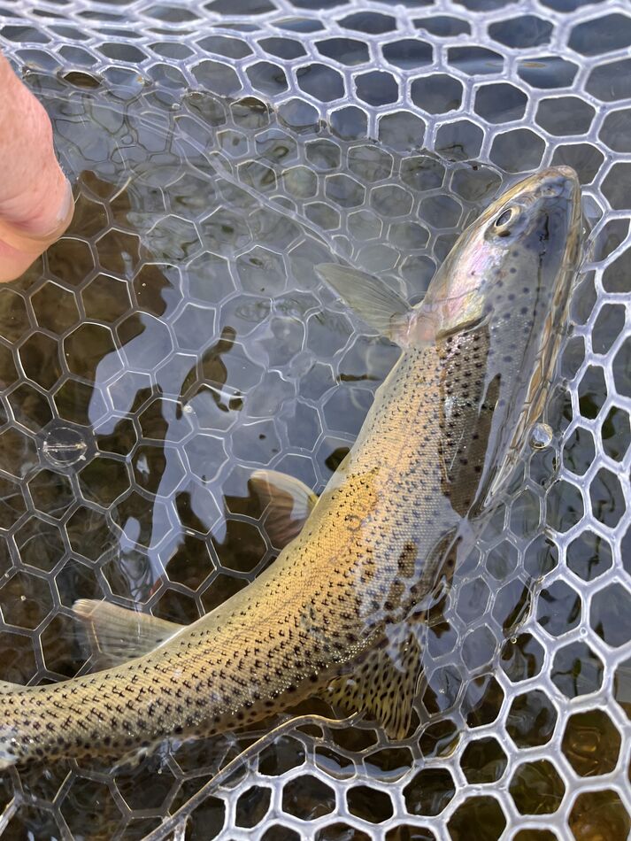 Several trout I’ve landed though out the months on the Rogue River ...