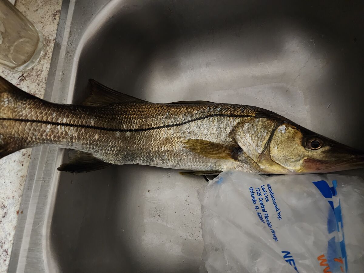Florida Snook Charlotte Harbor: 29 inch snook caught with lady fish ...