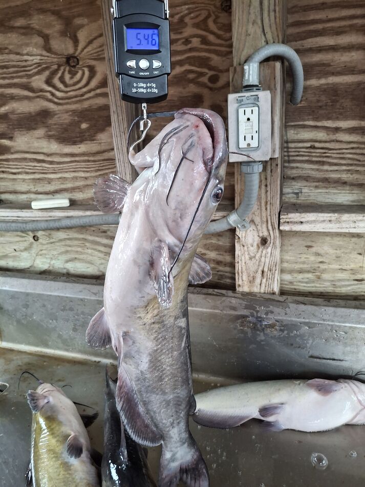 Back at Lake Marion: Came up yesterday and tried for some catfish ...