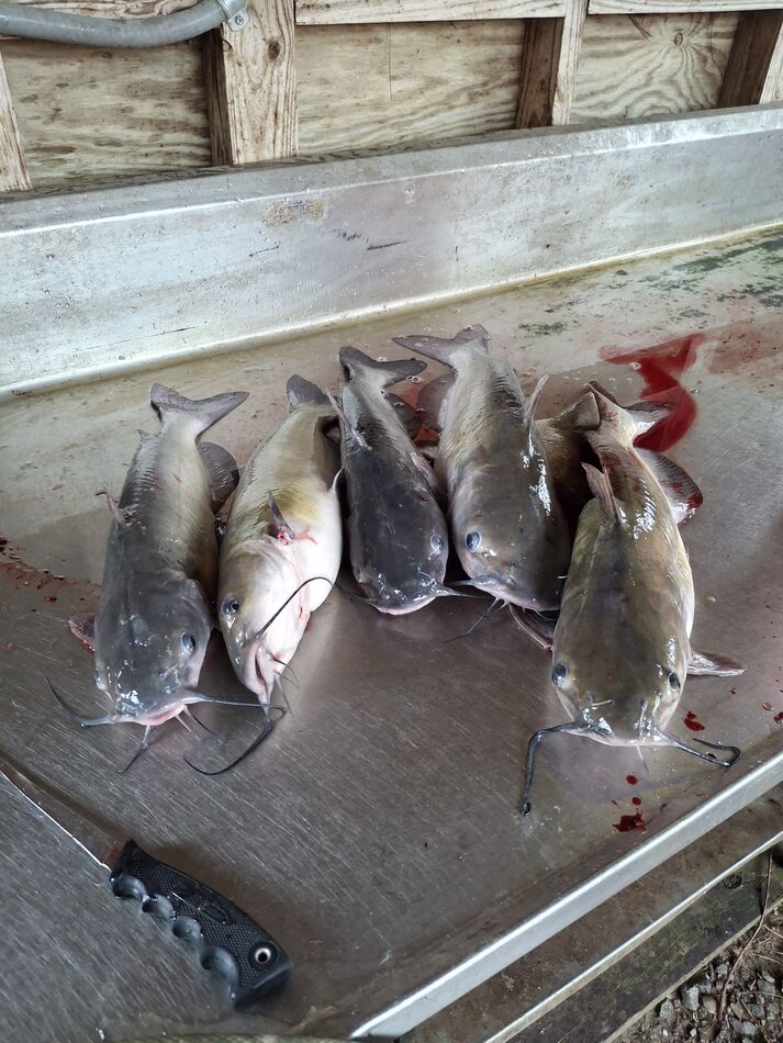 Back at Lake Marion: Came up yesterday and tried for some catfish ...