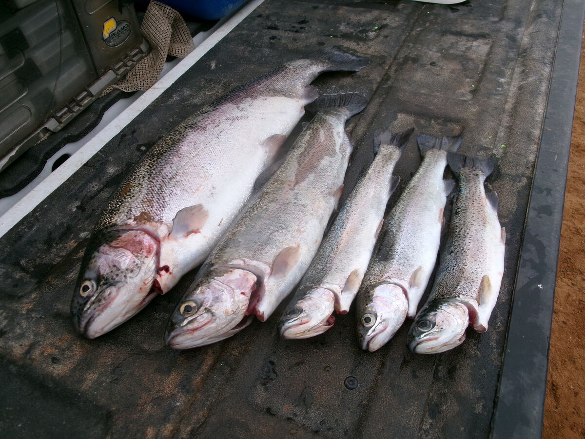 FOGGY DAY TROUT: Cold and foggy this morning. Hot chocolate and raisin ...