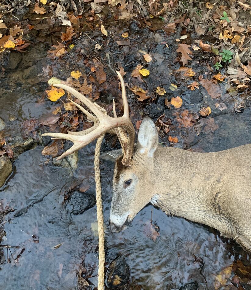 My Creek bottom Buck: I’ve scouted all season for shooters and finally ...