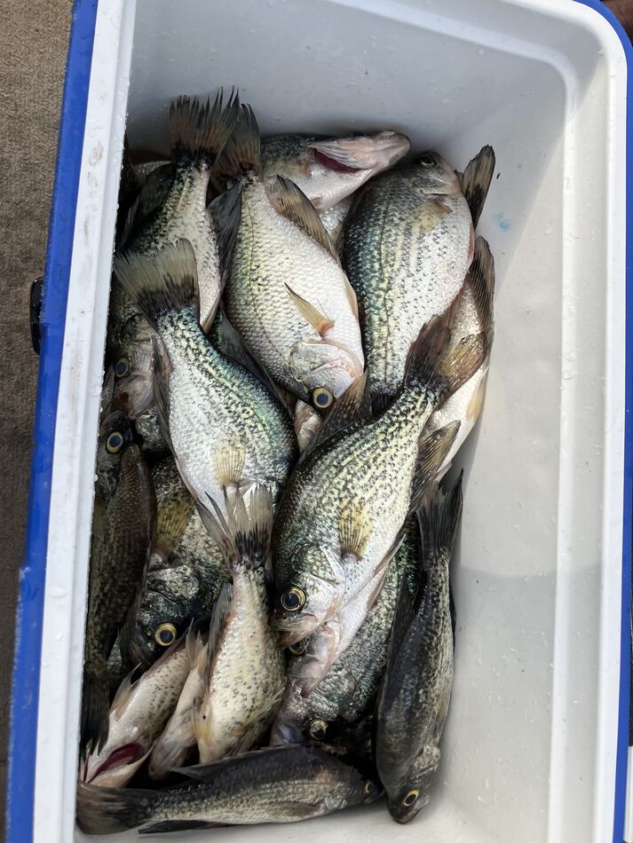 Crappie (speck): I have been enjoying fishing for crappie in Florida ...