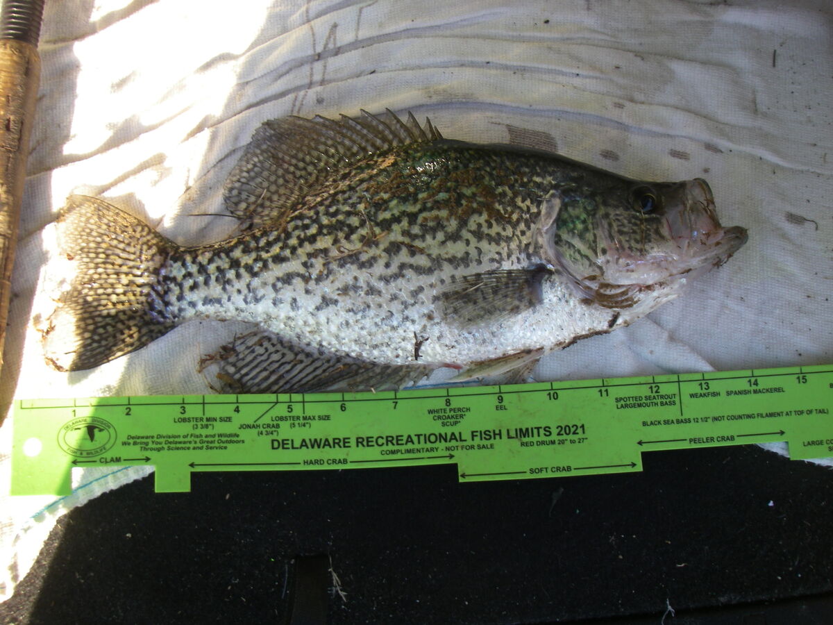 Finally caught some fish: 2/24/25 Beautiful morning. Finally caught ...