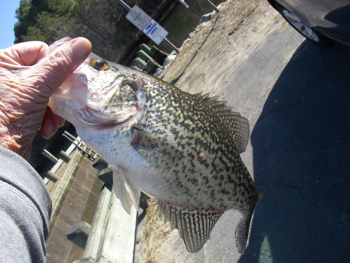 Finally caught some fish: 2/24/25 Beautiful morning. Finally caught ...