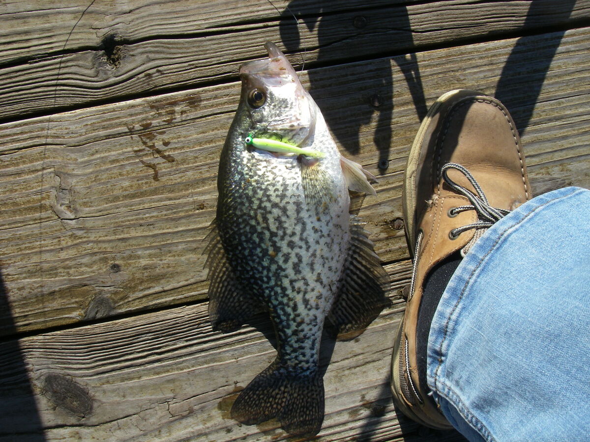 Finally caught some fish: 2/24/25 Beautiful morning. Finally caught ...