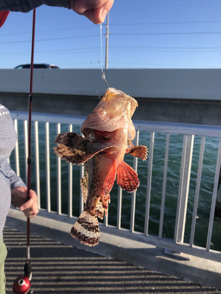 Crazy fish!! Off a bridge near Marathon...