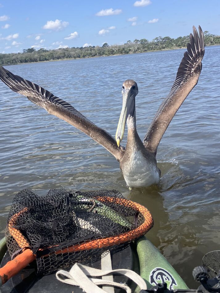 Visiting for a hand out: This guy landed behind my back. Never saw him ...