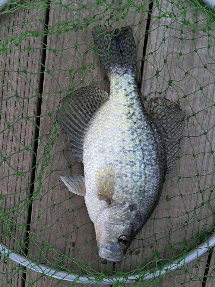 Love to fish for Crappie: I live in east central Indiana and have ...