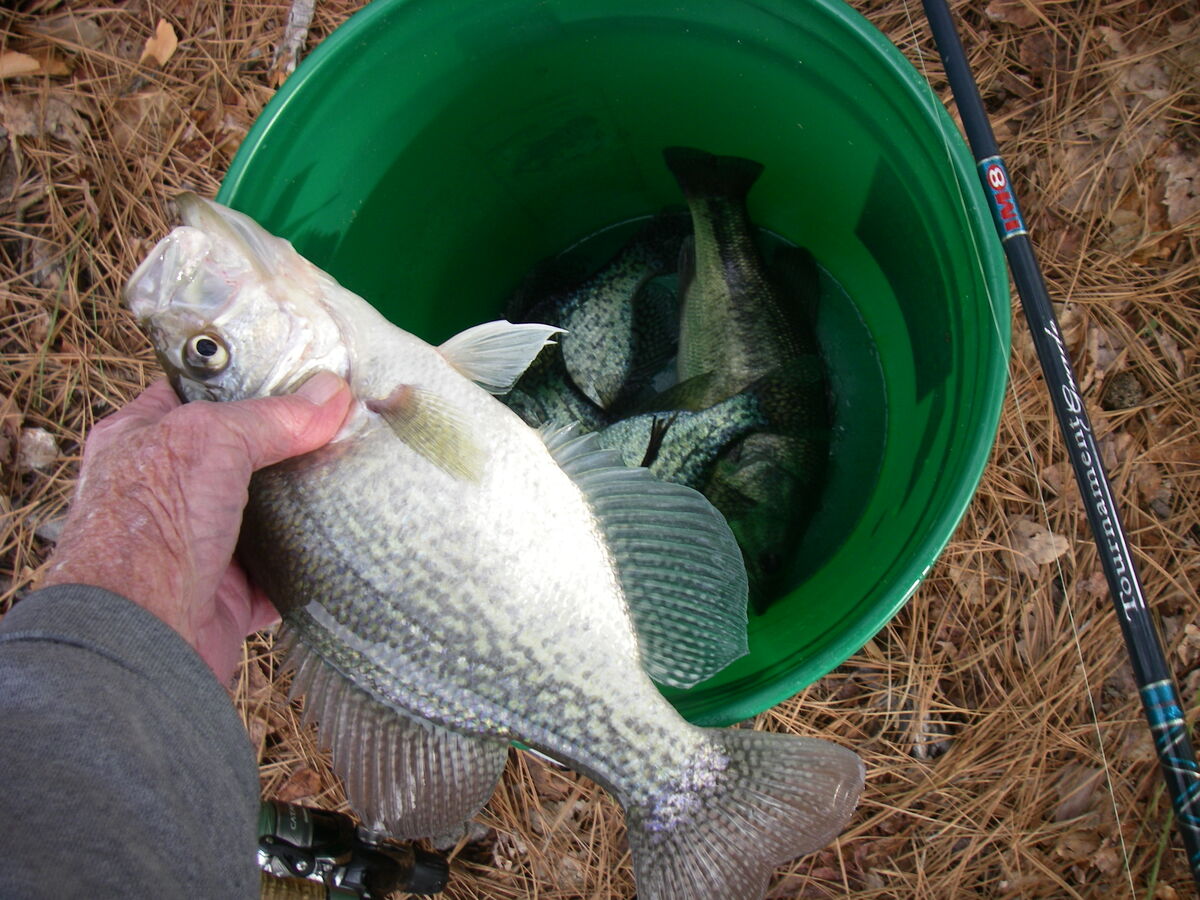 3/1/25 Crappie Fishing: 3/1/25 Crappie turned on this morning. Must be ...