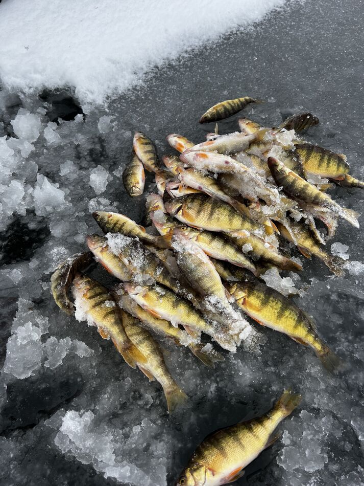 Too many perch: Ice fishing at Cooney Reservoir in January and the ...