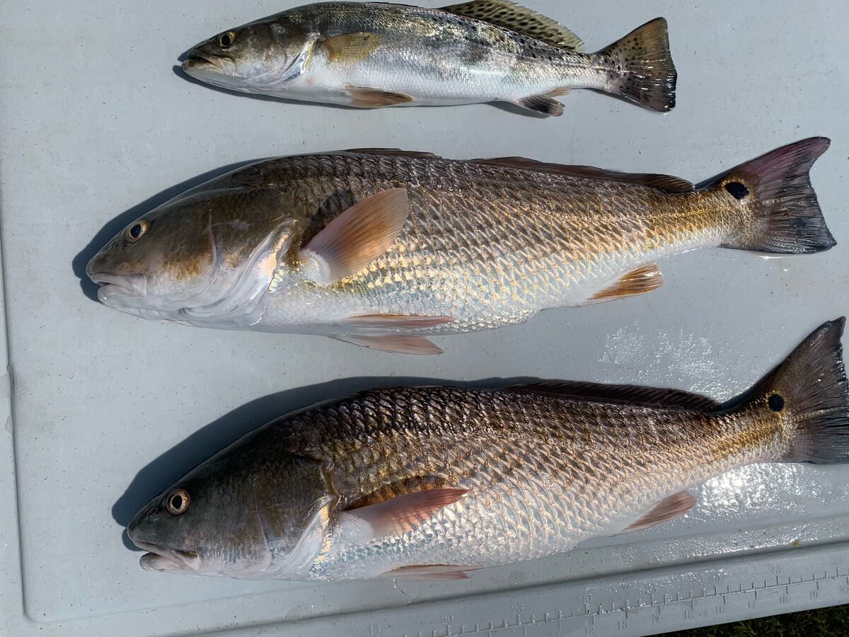 Fort bayou reds: Grassy flats are productive for live shrimp under ...