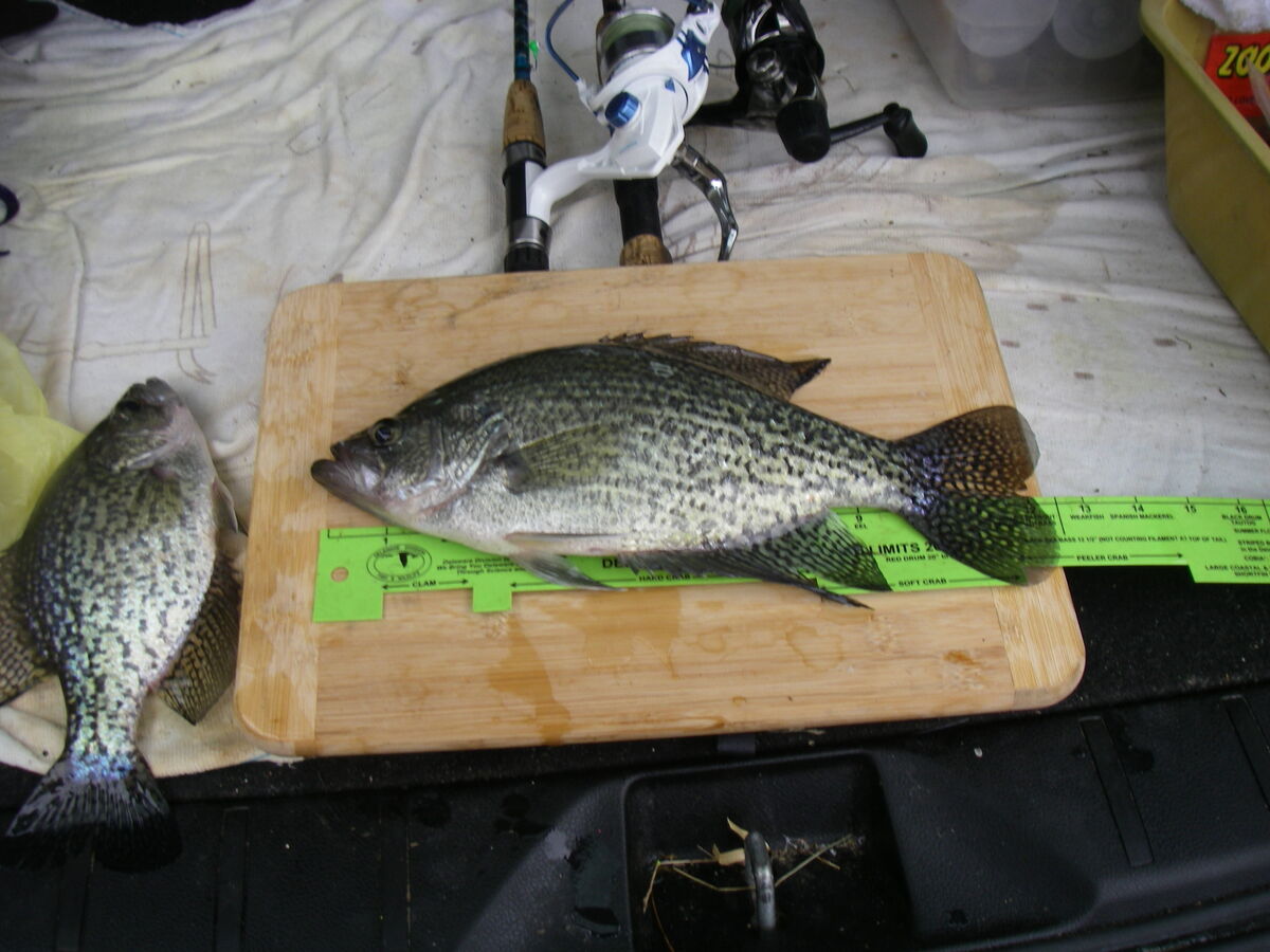 3/16/25 Crappie And Bass: 3/16/25 Released some bass and kept a few ...