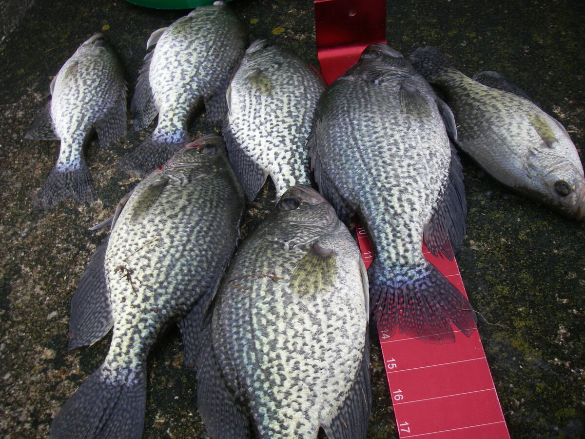 3/17/25 Fishing Report: 3/17/25 Tried for catfish first. no catfish for ...