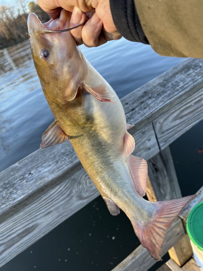 16” white catfish: Went fishing 🎣 in 56 degrees Carnegie Lake this ...