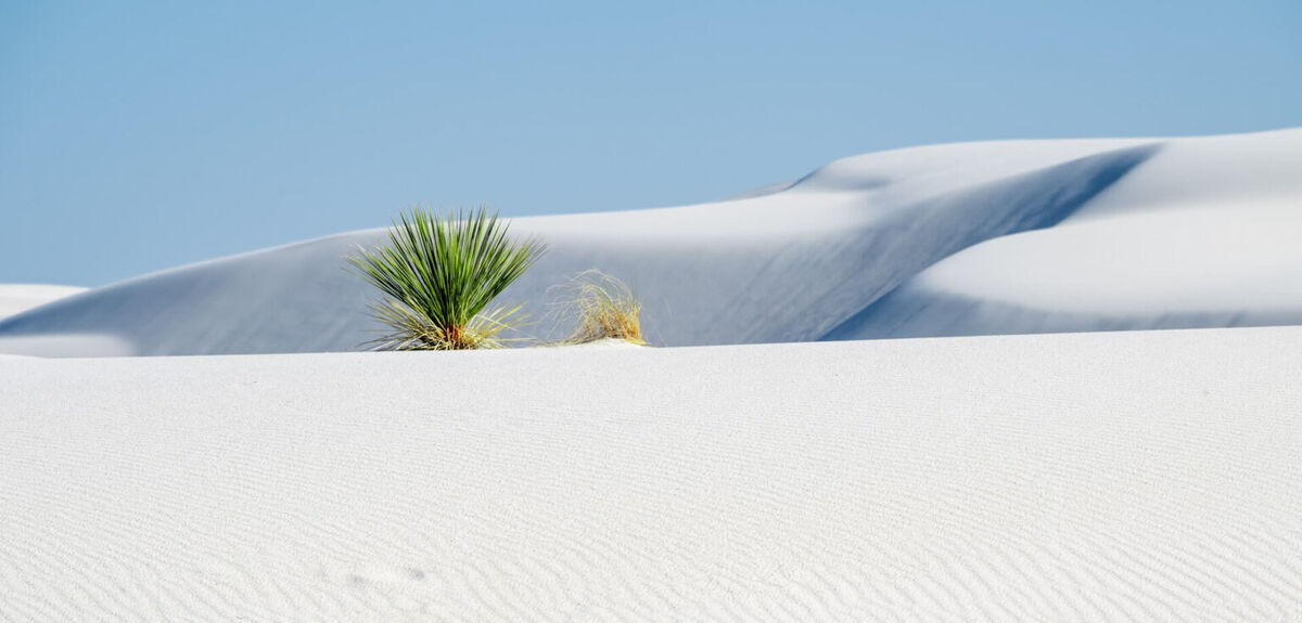 Photo of the Day # 447: A vibrant yucca plant stands resilient against ...