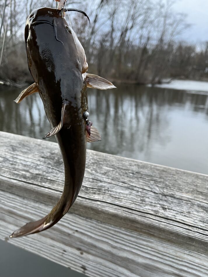 Caught 205 fish 🎣 this year: Went fishing 🎣 in 57 degrees Carnegie Lake ...