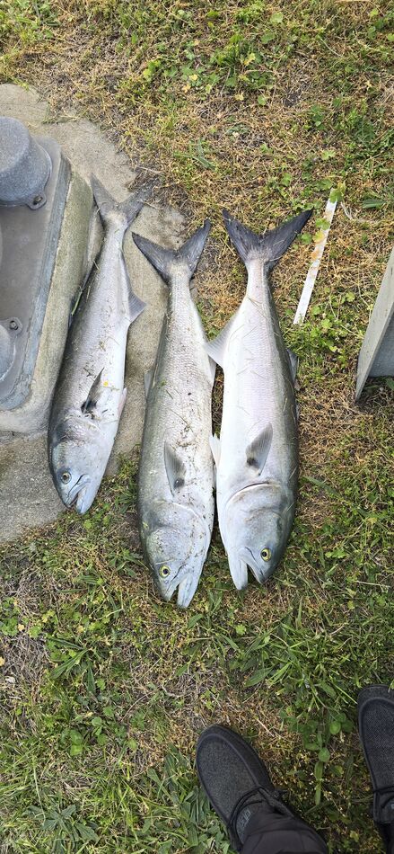 33" blue fish: I caught the fish with a meduim size artificial fish. My ...