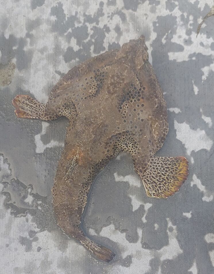 Skyway: Ugly fish...