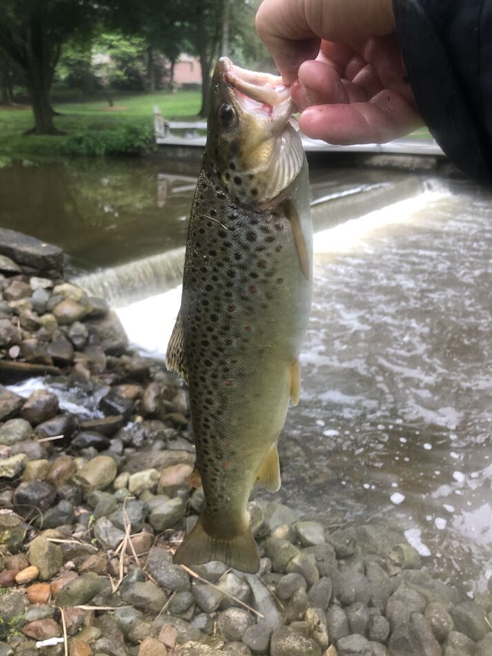 Trout: Catch and release in 2019, southeastern Mich in Huron river ...