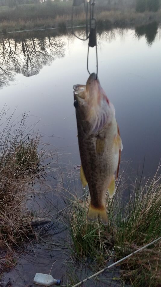 Bass Catch: I caught this bass at my home on the upper river run on ...