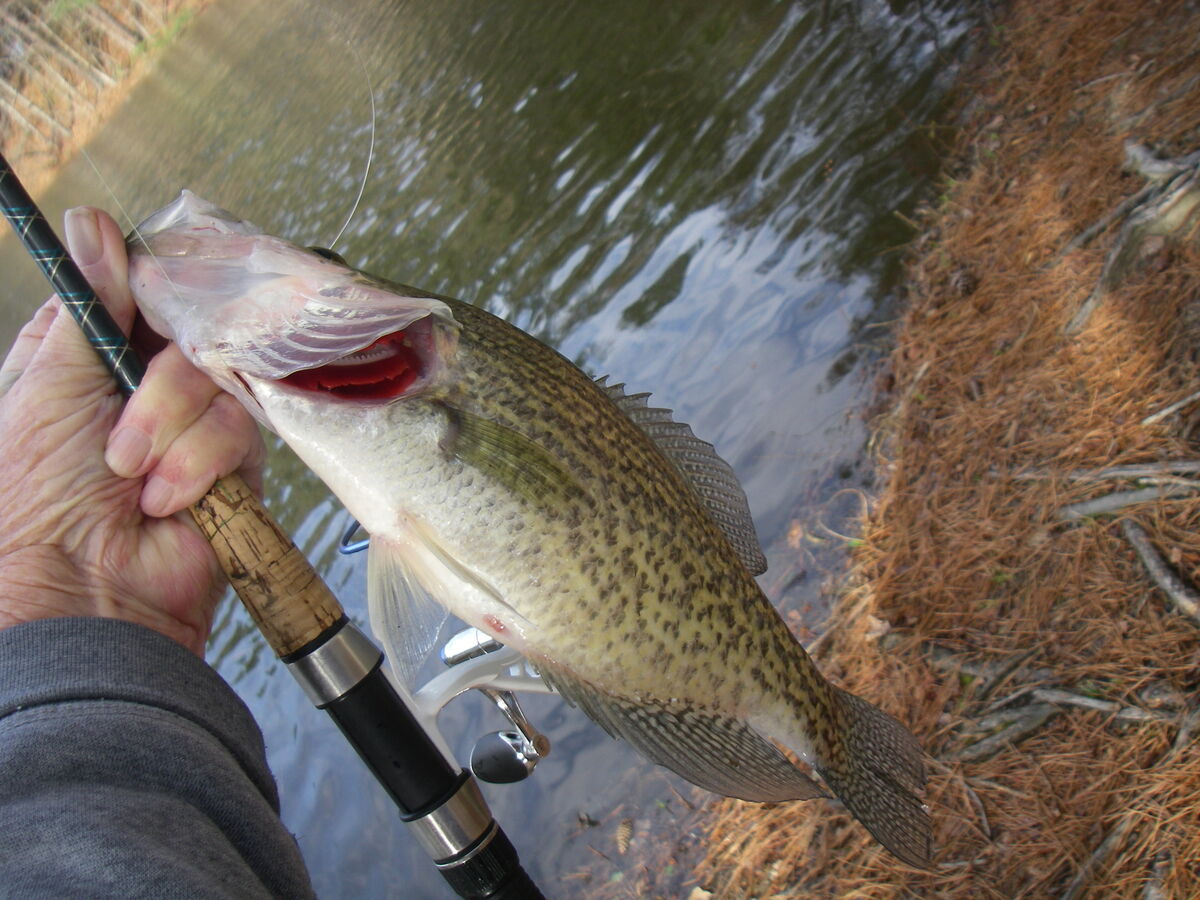 3/31/25 No White Perch: 3/31/25 I went to Hillsboro this morning to check on the white perch. No ...