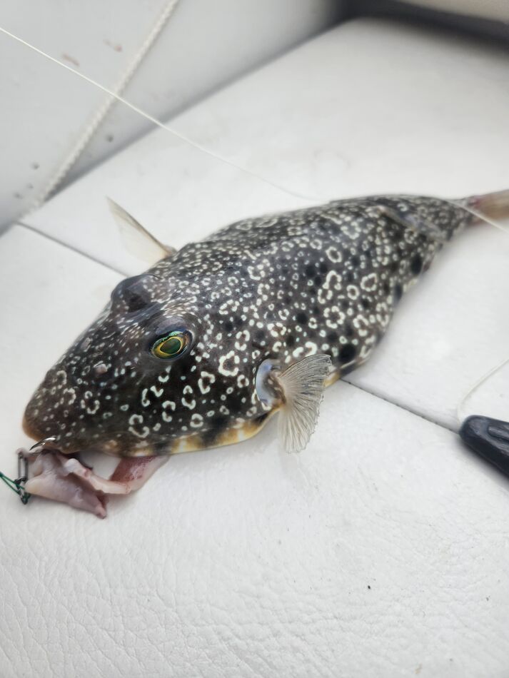 Another Day, Another Variety of Fish: Headed out to fish at the Texas ...
