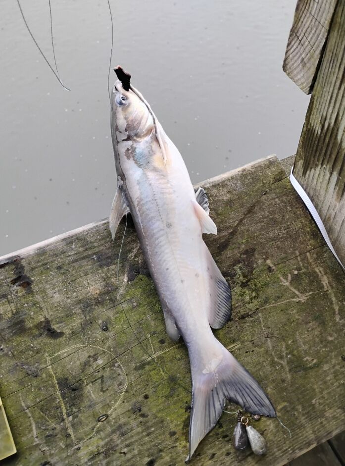 Channel cat: Yesterday was rainy and winds were gusting to 40 mph . But ...