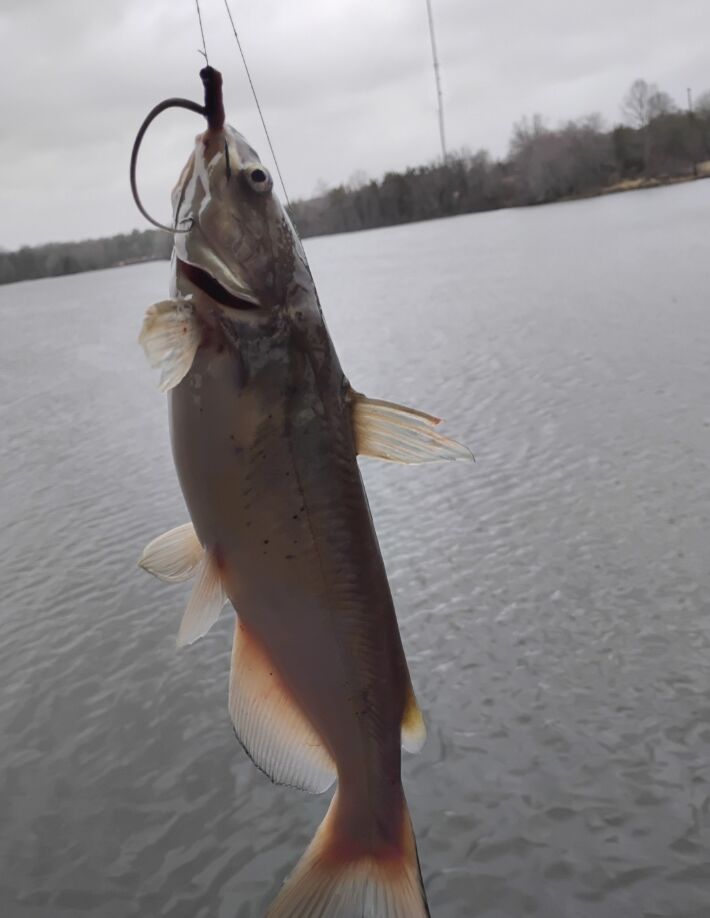 Channel cat: Yesterday was rainy and winds were gusting to 40 mph . But ...