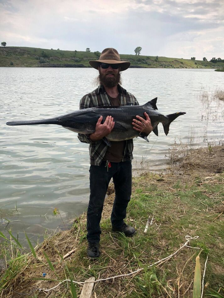 Paddlefish: from Garrison Dam, ND. I was catching dozens of Goldeye at ...