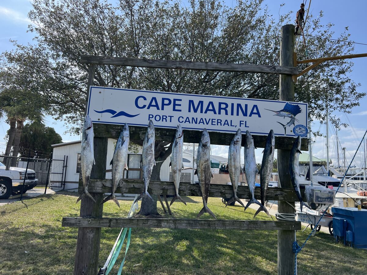 Shark fishing: Awesome day !!also caught two sharks 250 pound sand ...