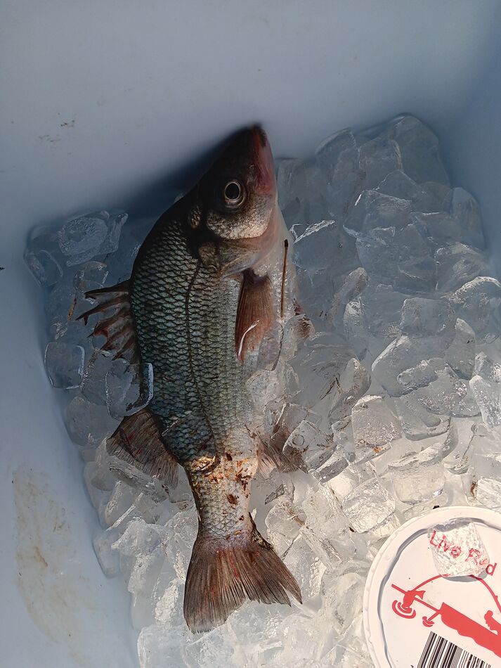 Huge White Perch: Nice White Perch I caught with red wiggler worm...