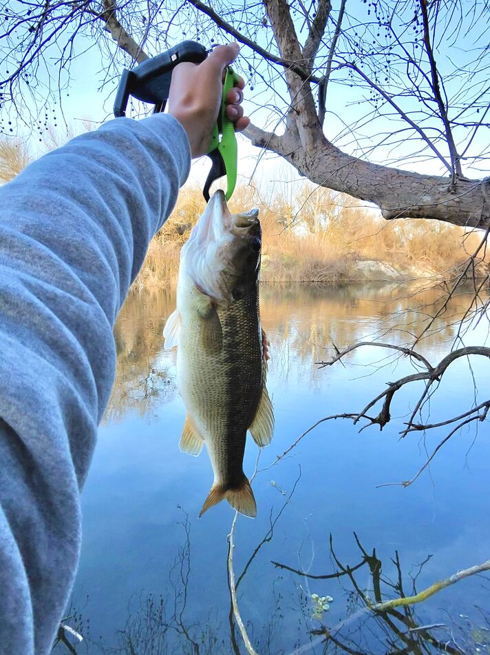 Early winter bass: Early January spotted bass caught in the San joaquin ...