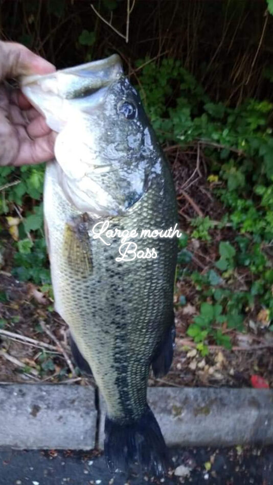 Trout fishing Devils lake Lincoln City: Rainbow Trout lite Rod&Reel ...